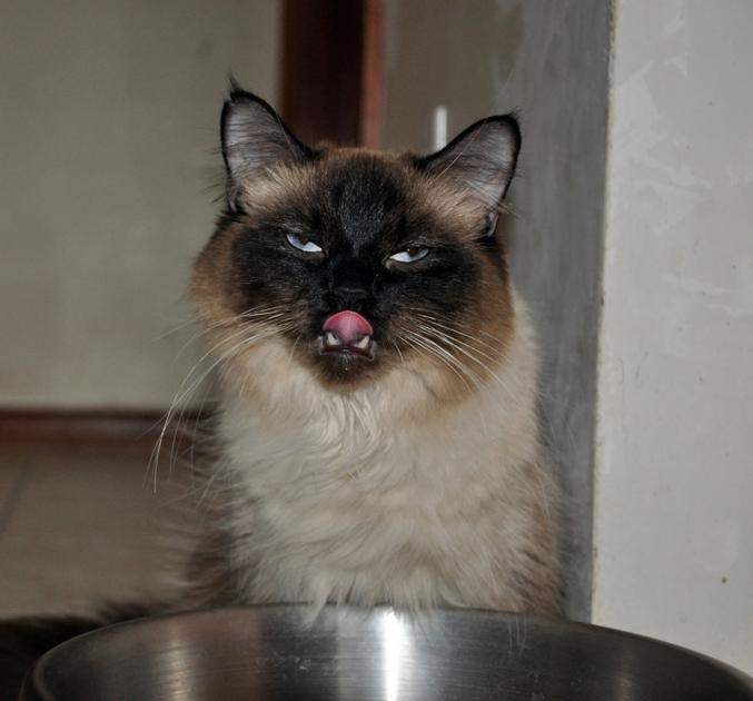 Moca the cat - Rick Hansen - Artwork Celeste Network